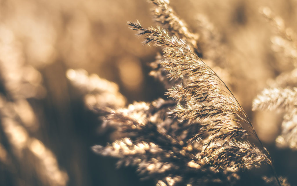 Services | Shannon Tully Counselling